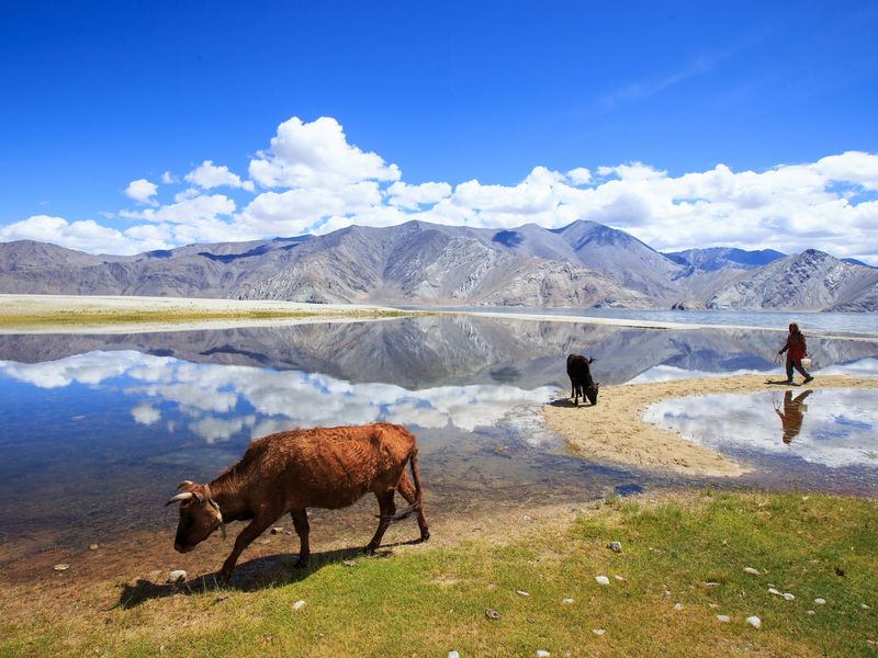 Ladakh village of Merak near the Pangong Tso lake | Smithsonian Photo ...