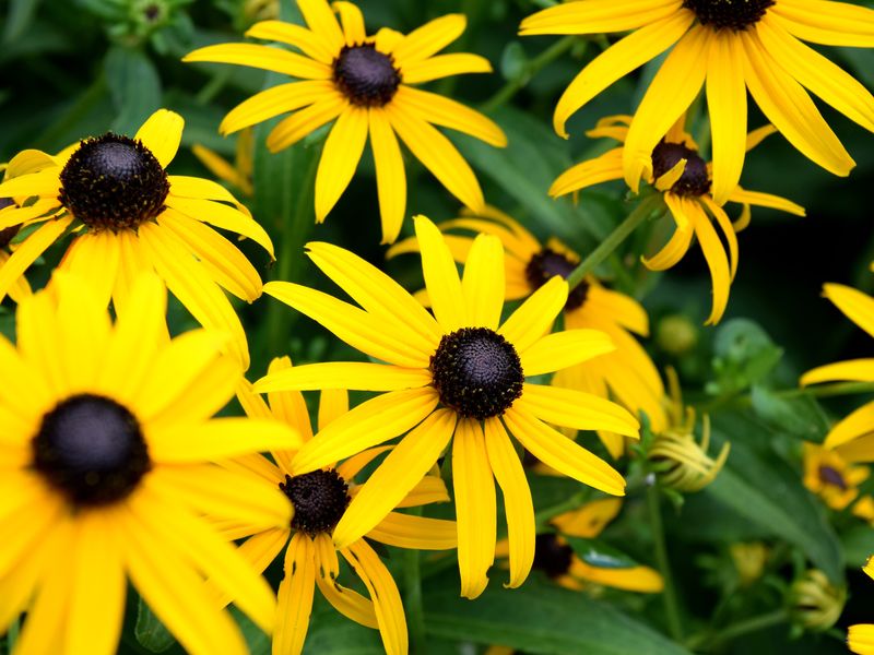 yellow beauty | Smithsonian Photo Contest | Smithsonian Magazine