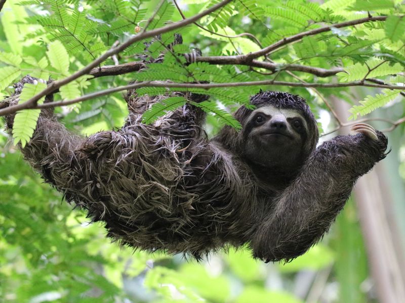 Peruvian Amazon Sloth | Smithsonian Photo Contest | Smithsonian Magazine