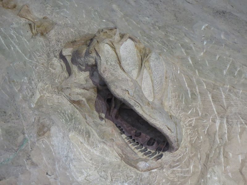 Fossils in 3D | Smithsonian Photo Contest | Smithsonian Magazine