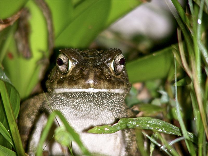 Singing frog | Smithsonian Photo Contest | Smithsonian Magazine