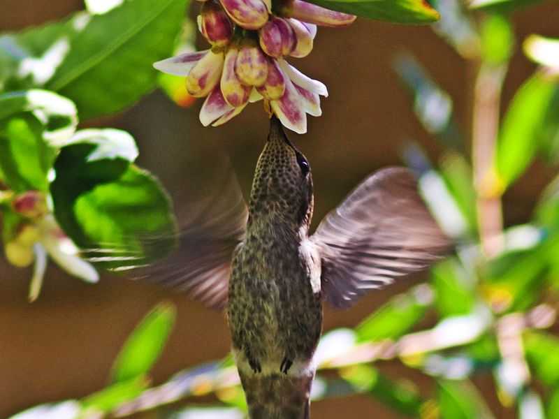Humming bird drinking from a lemon flower in my backyard. | Smithsonian ...