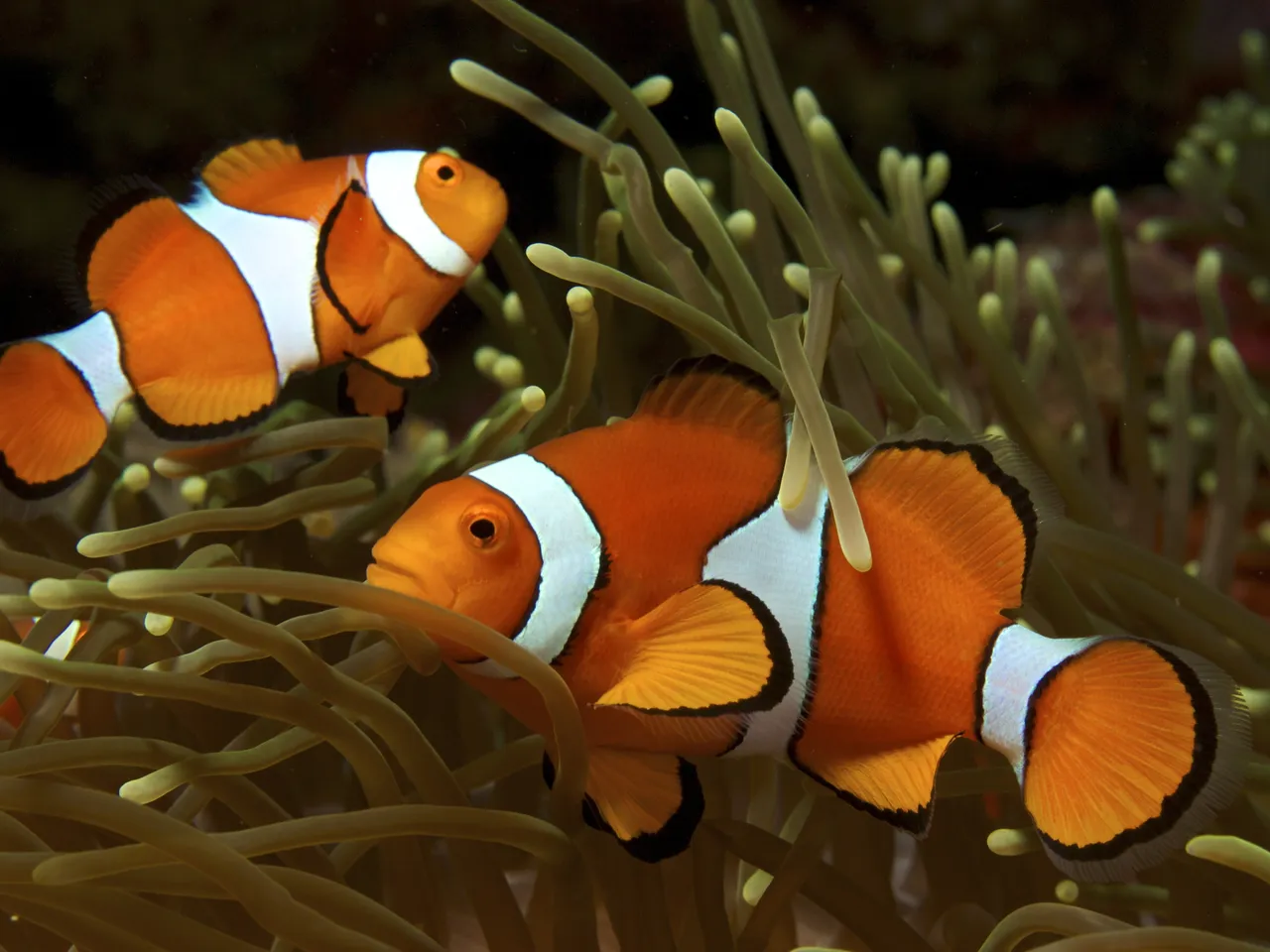 saddleback clownfish aggressive