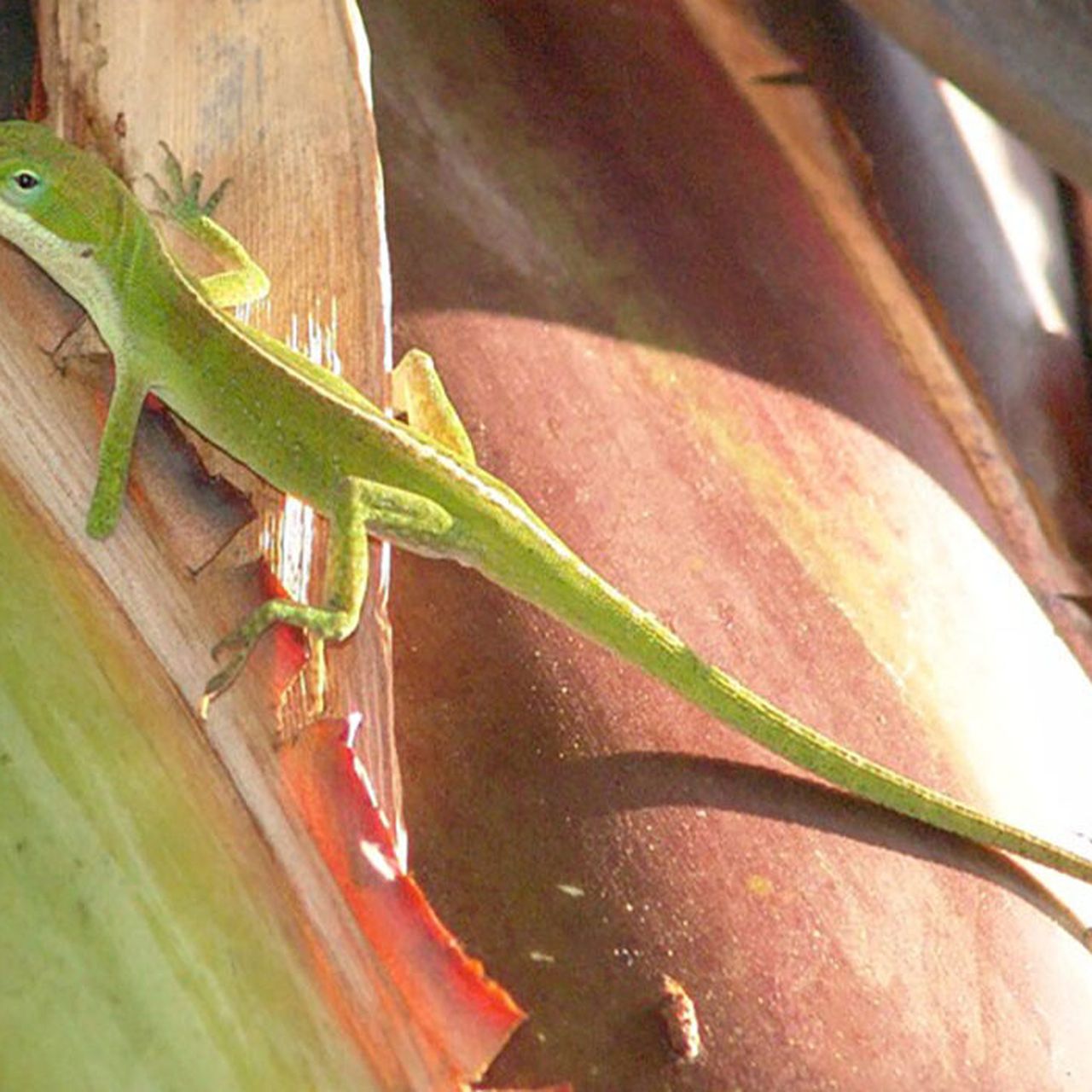 green anole lizard evolution