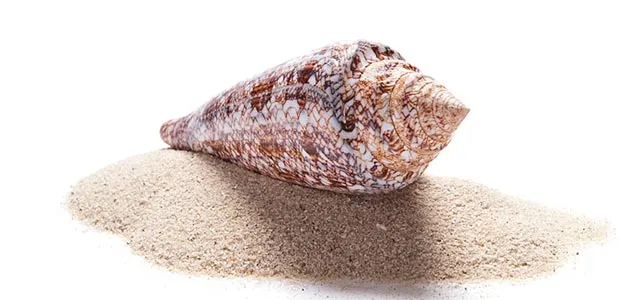 sea shell or seashell