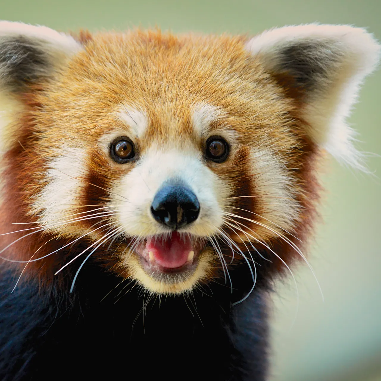 how to draw a red panda video
