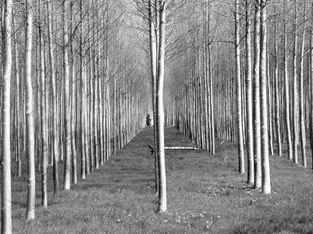 A grove of birch trees on the Welsh border. | Smithsonian Photo Contest ...