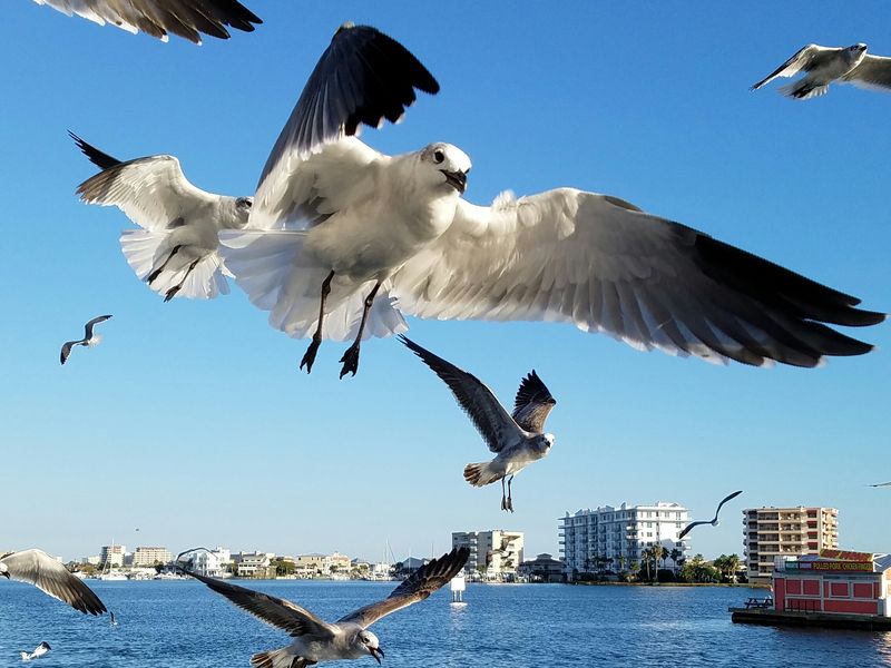 Seagulls | Smithsonian Photo Contest | Smithsonian Magazine