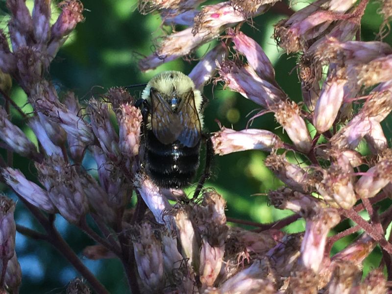 Silly Bumble Bee | Smithsonian Photo Contest | Smithsonian Magazine