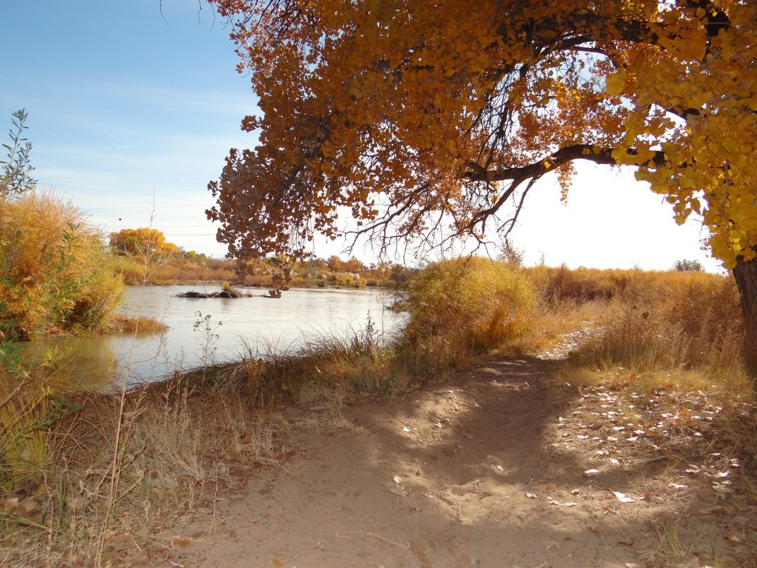 Rio Grande Bosque in the Fall | Smithsonian Photo Contest | Smithsonian ...