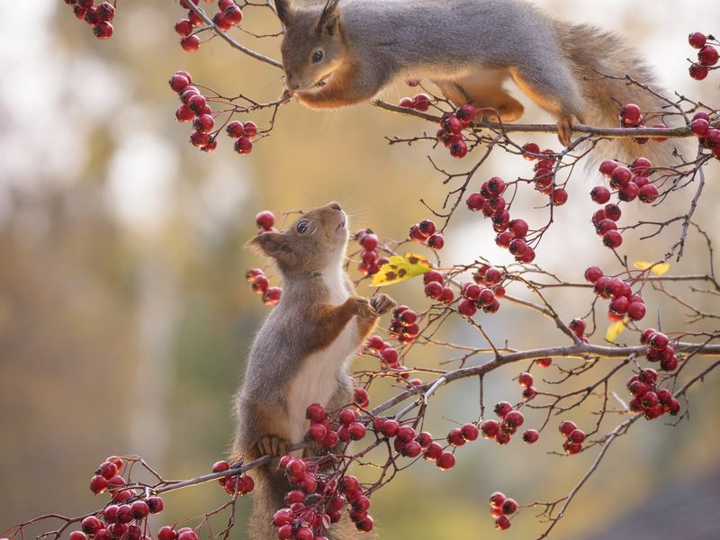red squirrel meeting | Smithsonian Photo Contest | Smithsonian Magazine