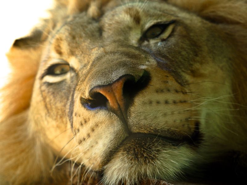 Into the lion's den! | Smithsonian Photo Contest | Smithsonian Magazine