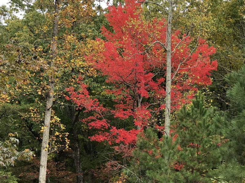 A Maple Tree | Smithsonian Photo Contest | Smithsonian Magazine