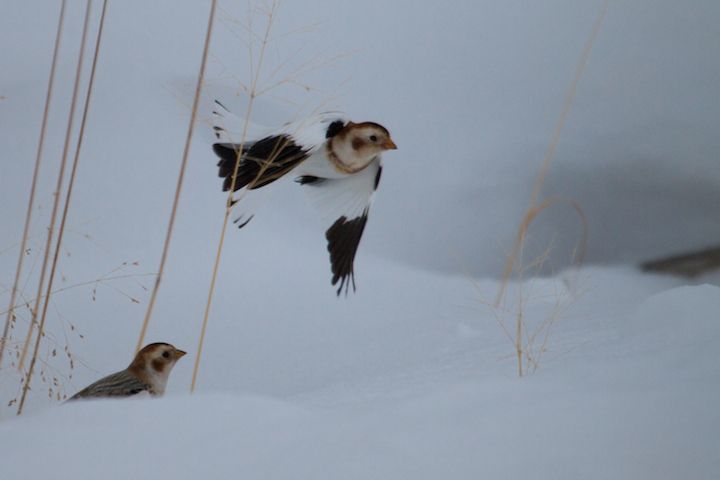 Flying Snow Bunting | Smithsonian Photo Contest | Smithsonian Magazine