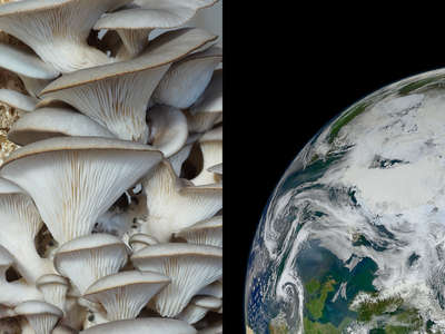 Articles tagged as New Research | Smithsonian Magazine