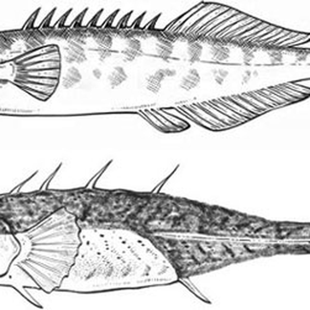 Parallel Evolution Examples In Real Life