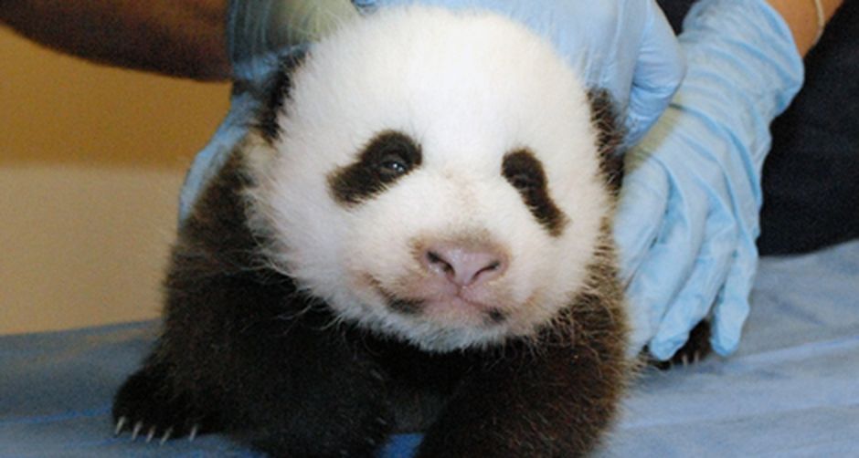 The Panda Cam is Back