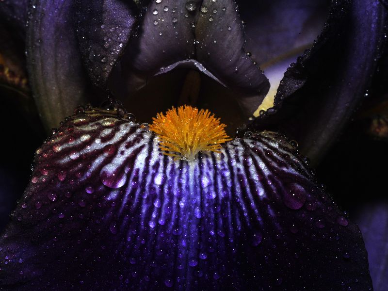 Galaxy through an Iris | Smithsonian Photo Contest | Smithsonian Magazine