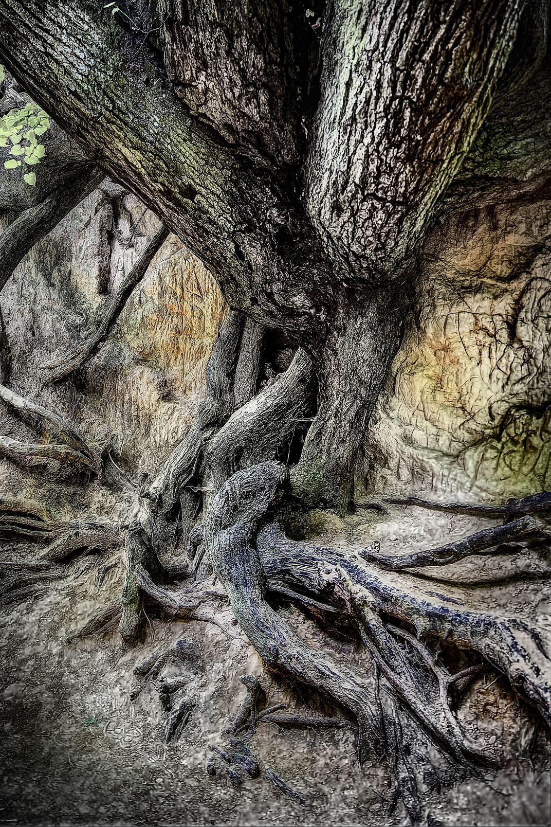 roots | Smithsonian Photo Contest | Smithsonian Magazine