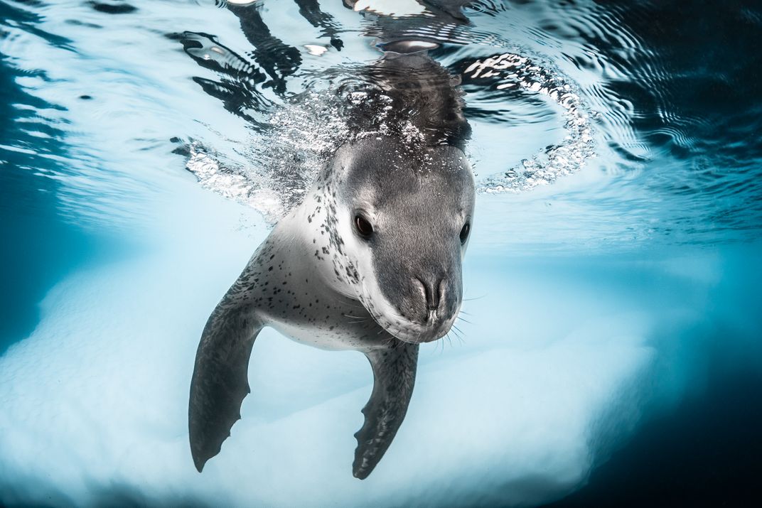 Leopard seal in its enrionnement | Smithsonian Photo Contest ...
