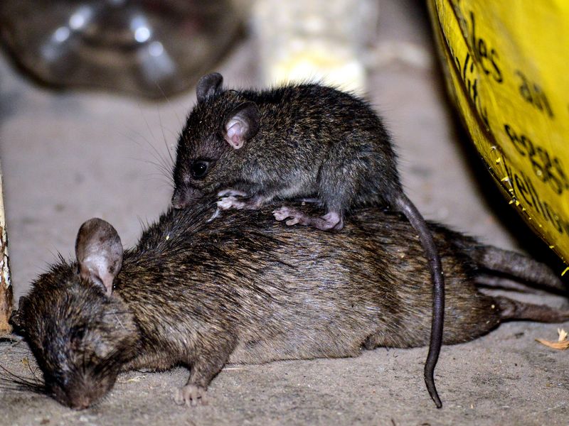 Rat Emotion | Smithsonian Photo Contest | Smithsonian Magazine