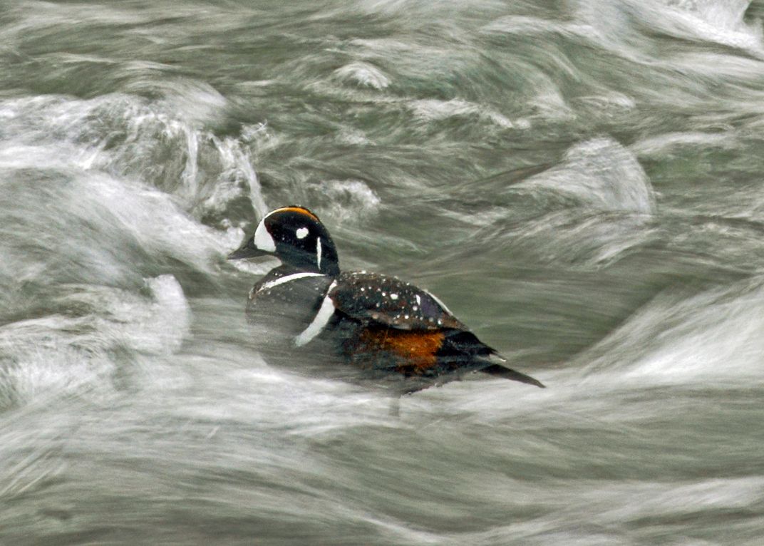 Drake Harlequin Duck | Smithsonian Photo Contest | Smithsonian Magazine