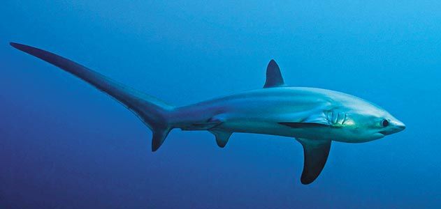 Common Thresher Shark