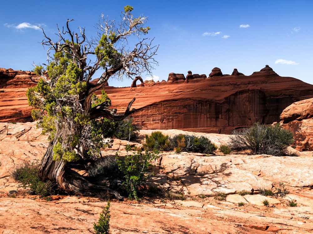 Where the Ancient Tree Faces the Arch of Time | Smithsonian Photo ...
