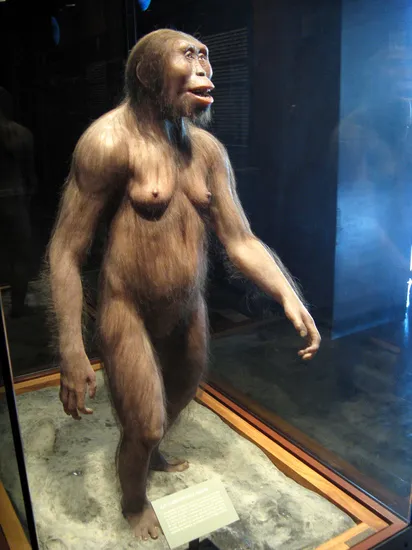 australopithecus reconstruction