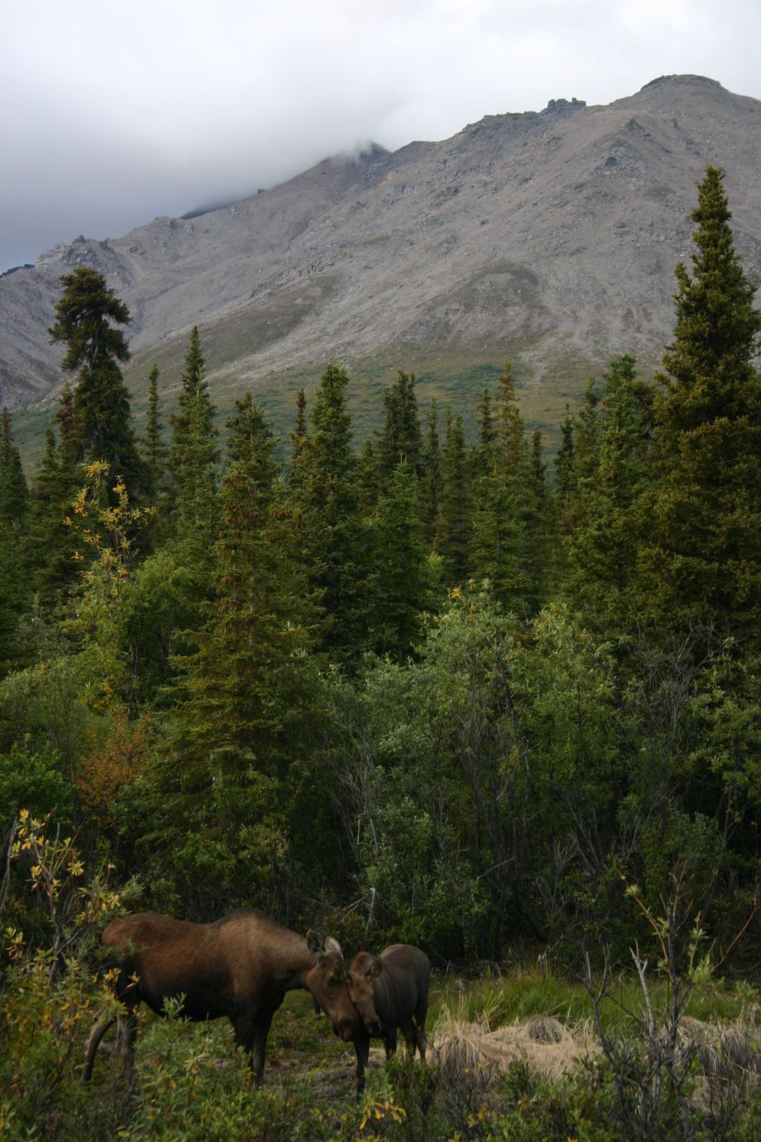 A mother moose and her calf snuggle in Denali National Park ...