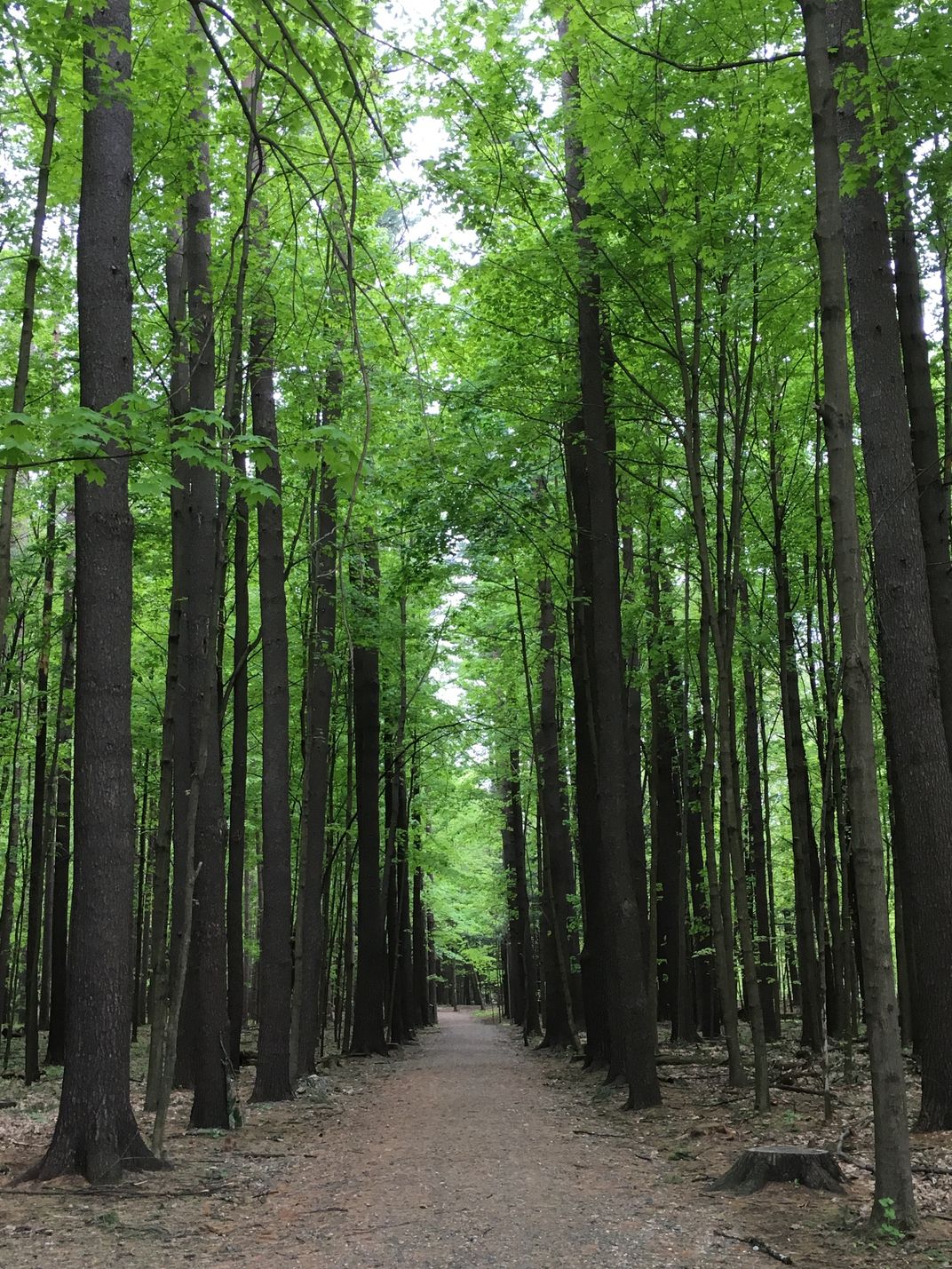Forest path | Smithsonian Photo Contest | Smithsonian Magazine