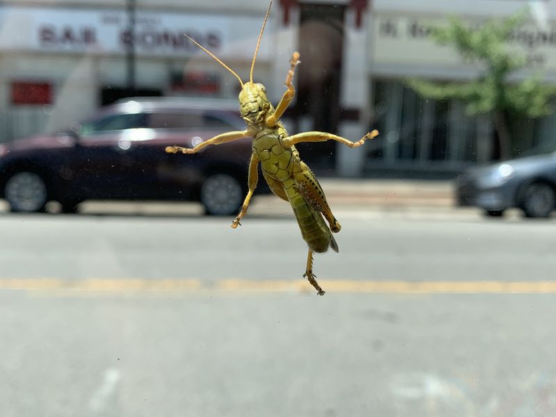 Grasshopper catching a ride down Main Street. | Smithsonian Photo ...