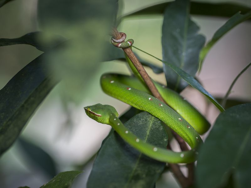 Baby Wagler’s Pit Viper in the jungle close to Penang, Malaysia ...