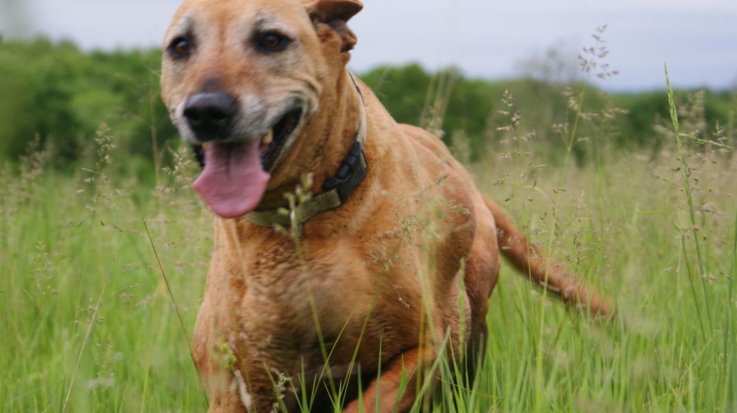 A Farm Dog's Life | Smithsonian Photo Contest | Smithsonian Magazine