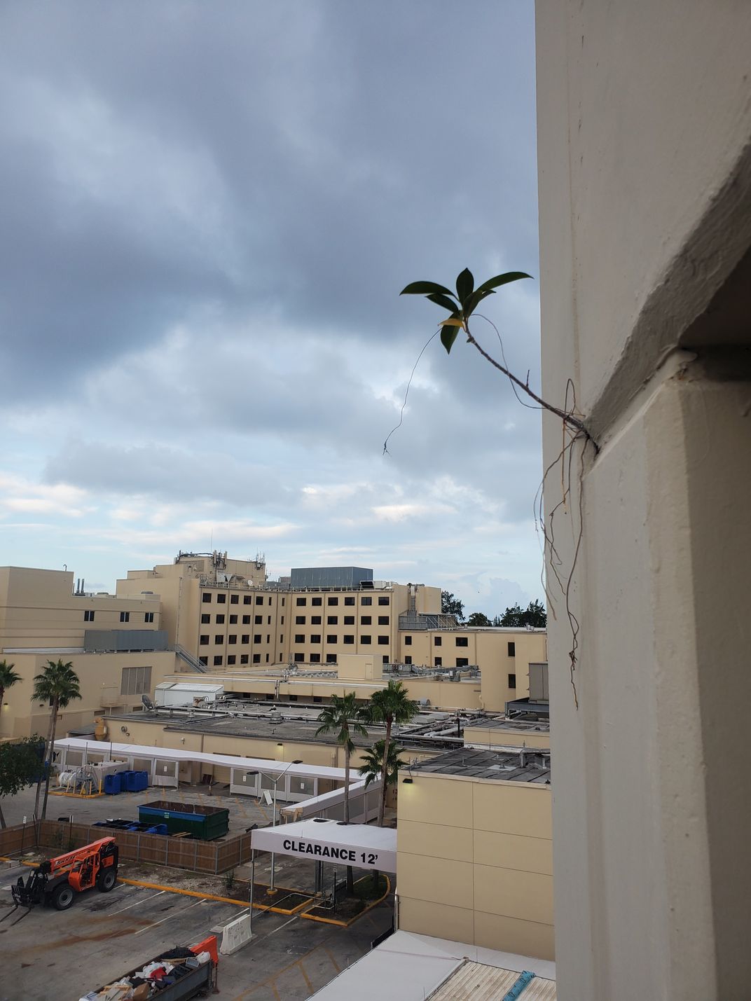 A single plant growing from the sidewall of a high-rise parking garage ...