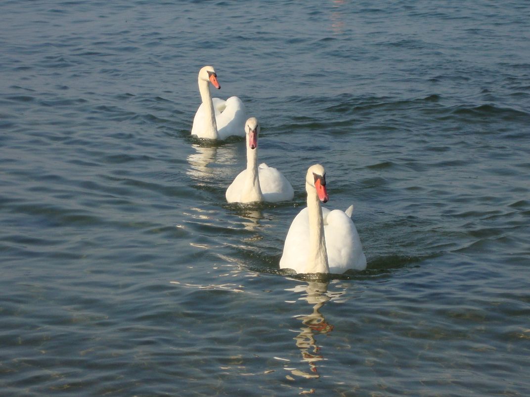 Three Graceful Swans | Smithsonian Photo Contest | Smithsonian Magazine