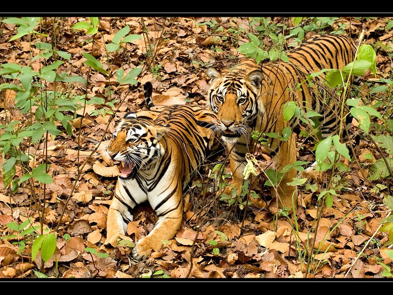 Tiger Pair | Smithsonian Photo Contest | Smithsonian Magazine