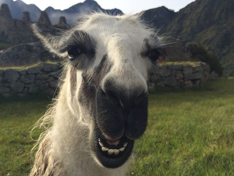Smiling Llama | Smithsonian Photo Contest | Smithsonian Magazine