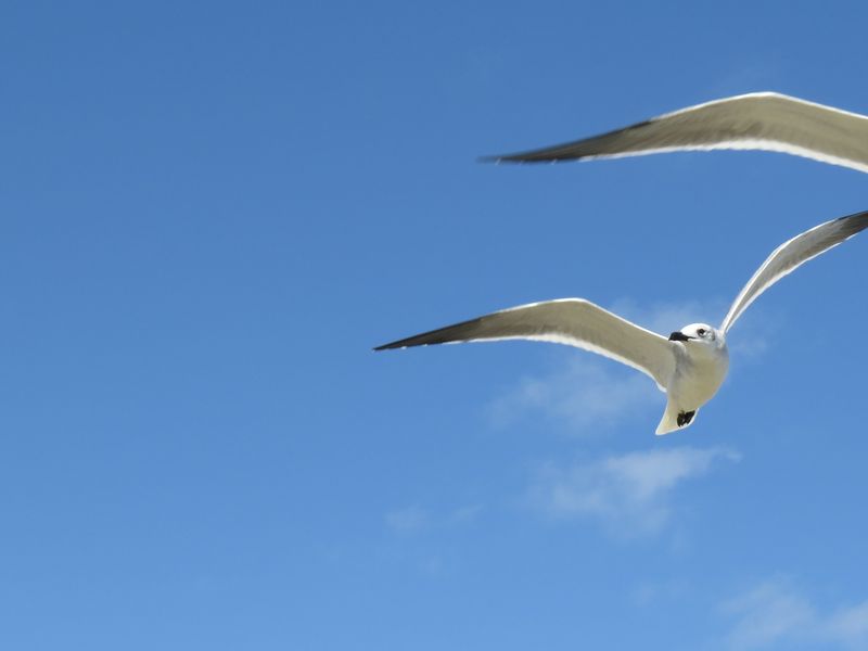 Seagull flying | Smithsonian Photo Contest | Smithsonian Magazine