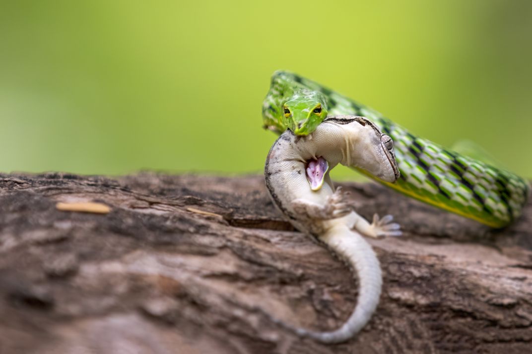 Green vine snake with its prey in rain forest | Smithsonian Photo ...