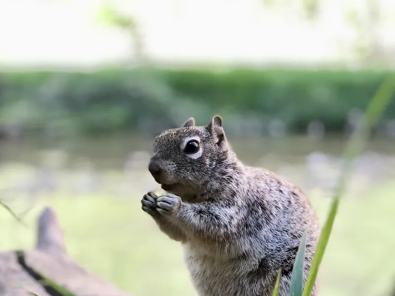 Smart squirrels in Utah | Smithsonian Photo Contest | Smithsonian Magazine