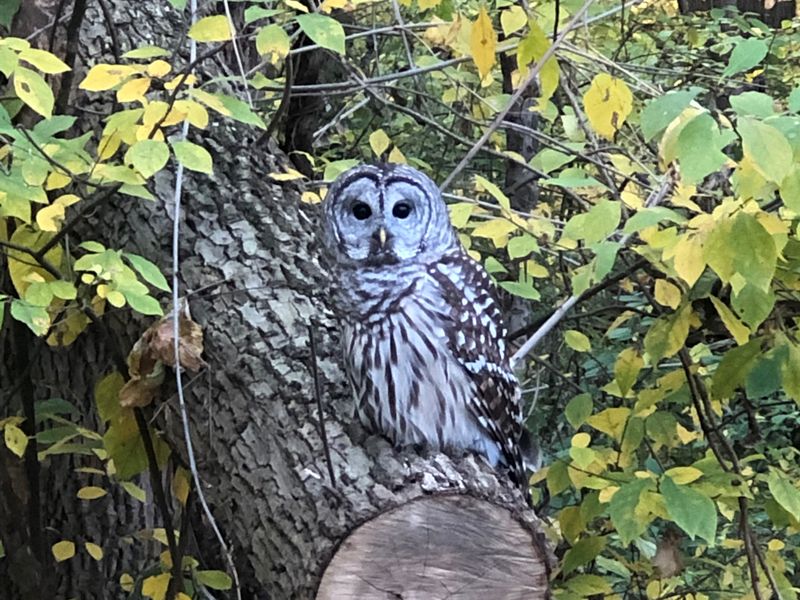Bard Owl, Erie, Pennsylvania. | Smithsonian Photo Contest | Smithsonian ...