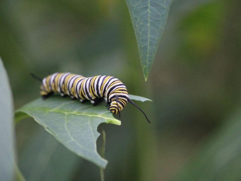 Monarch Butterfly Caterpillar | Smithsonian Photo Contest | Smithsonian ...