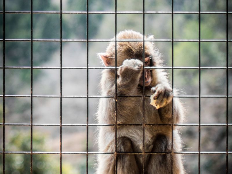 Moody Monkey | Smithsonian Photo Contest | Smithsonian Magazine