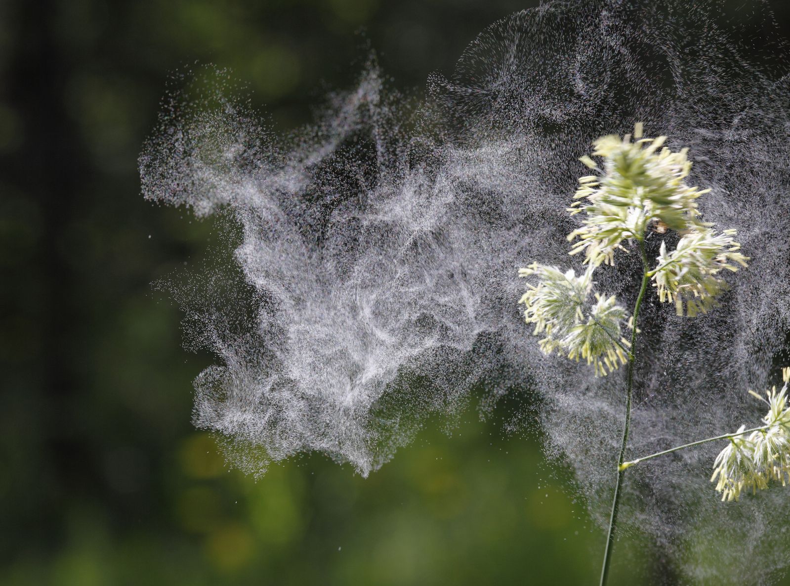 For the Allergy-Ridden, Pollen Can Be a Nuisance. But Scientists Are ...