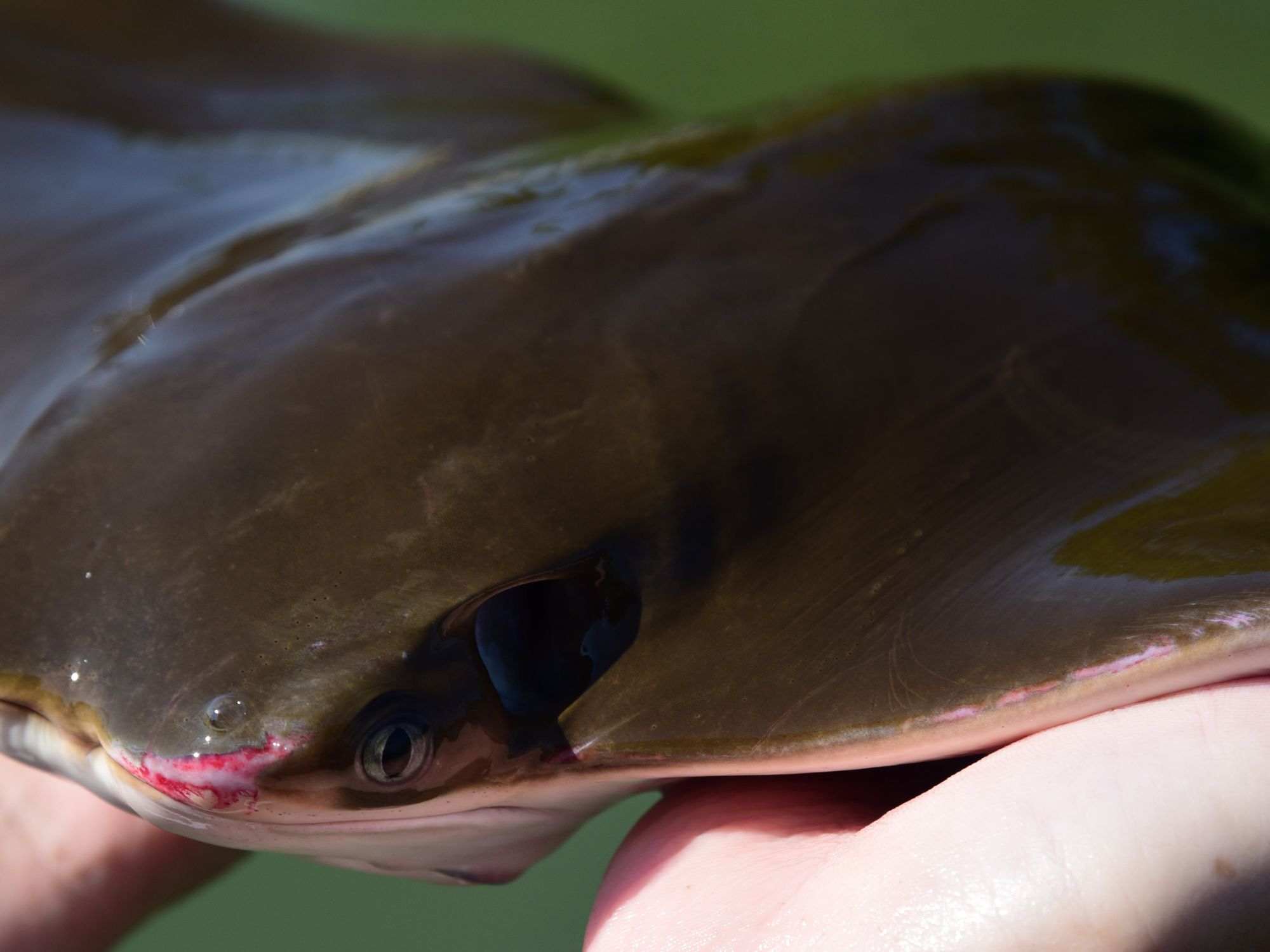 For The First Time, Biologists Track Cownose Rays To Florida And Back ...
