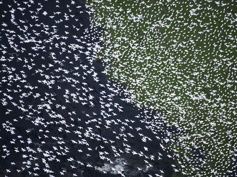 A Thousand Birds | Smithsonian Photo Contest | Smithsonian Magazine