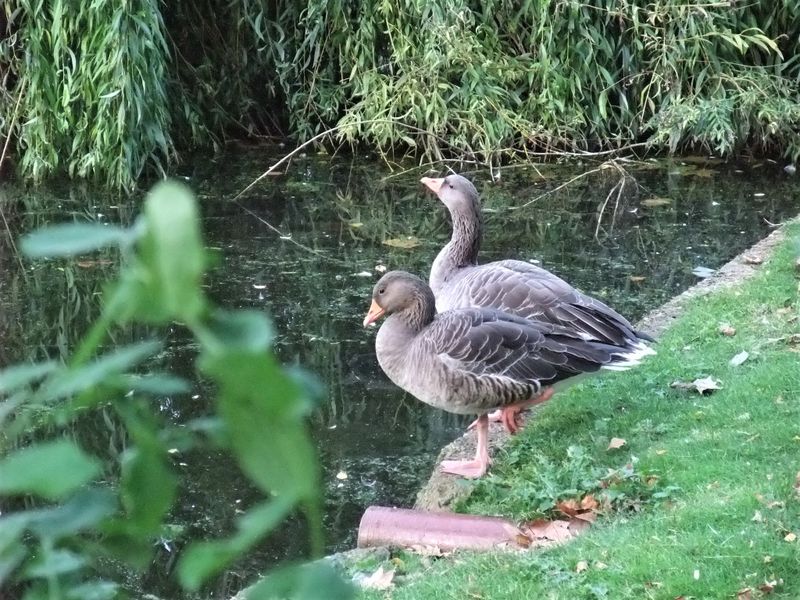 Two grey ducks resting on a pond shore. | Smithsonian Photo Contest ...
