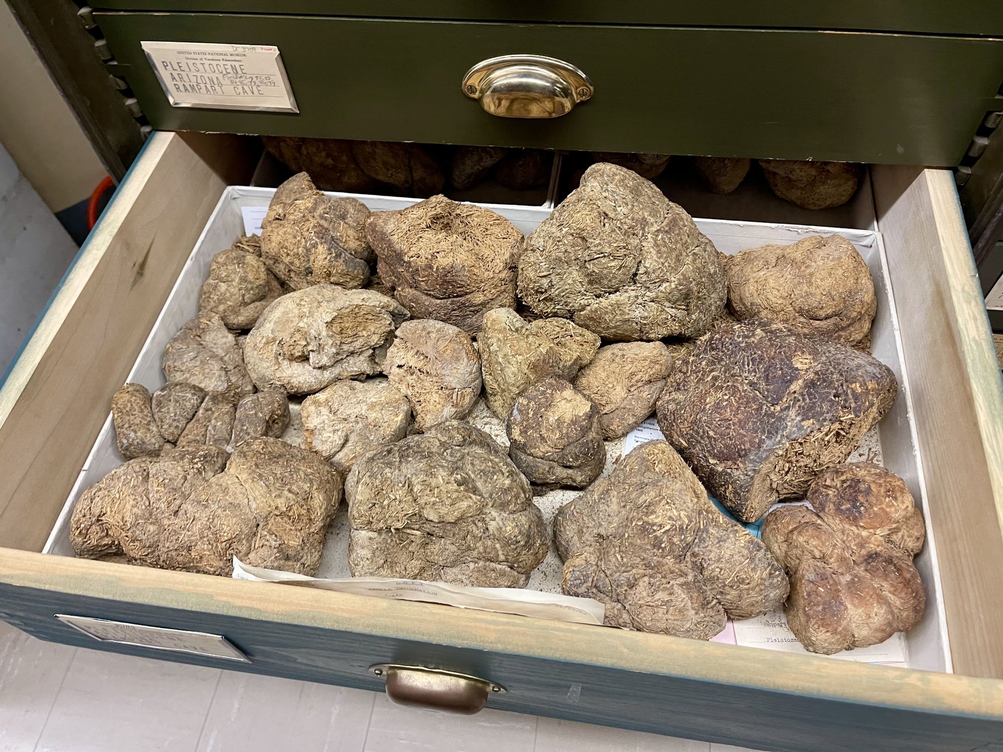 What a Drawerful of Dung Reveals About the Lives of Ground Sloths ...