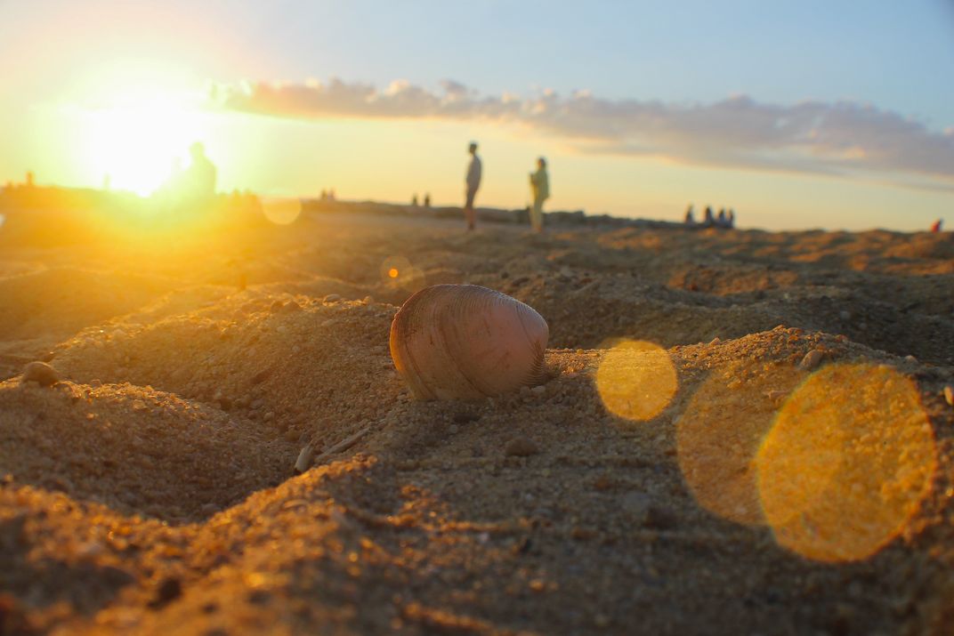 Seashell in the Sand | Smithsonian Photo Contest | Smithsonian Magazine